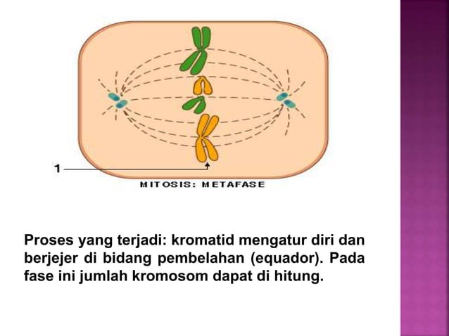 MITOSIS.pptx