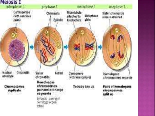 MITOSIS.pptx