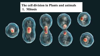 _Mitosis.pptx