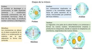MITOSIS.pptx