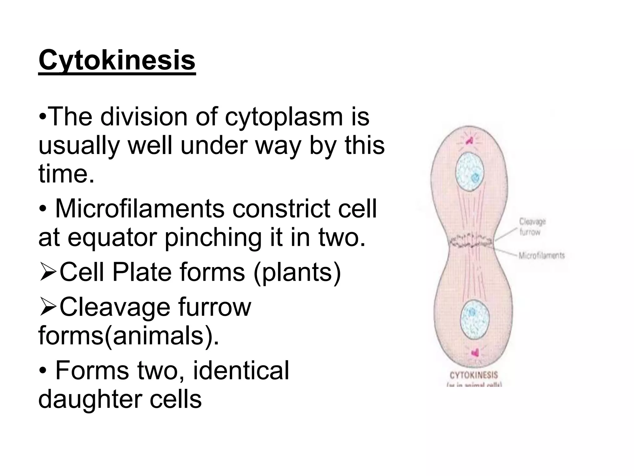Mitosis.pptx
