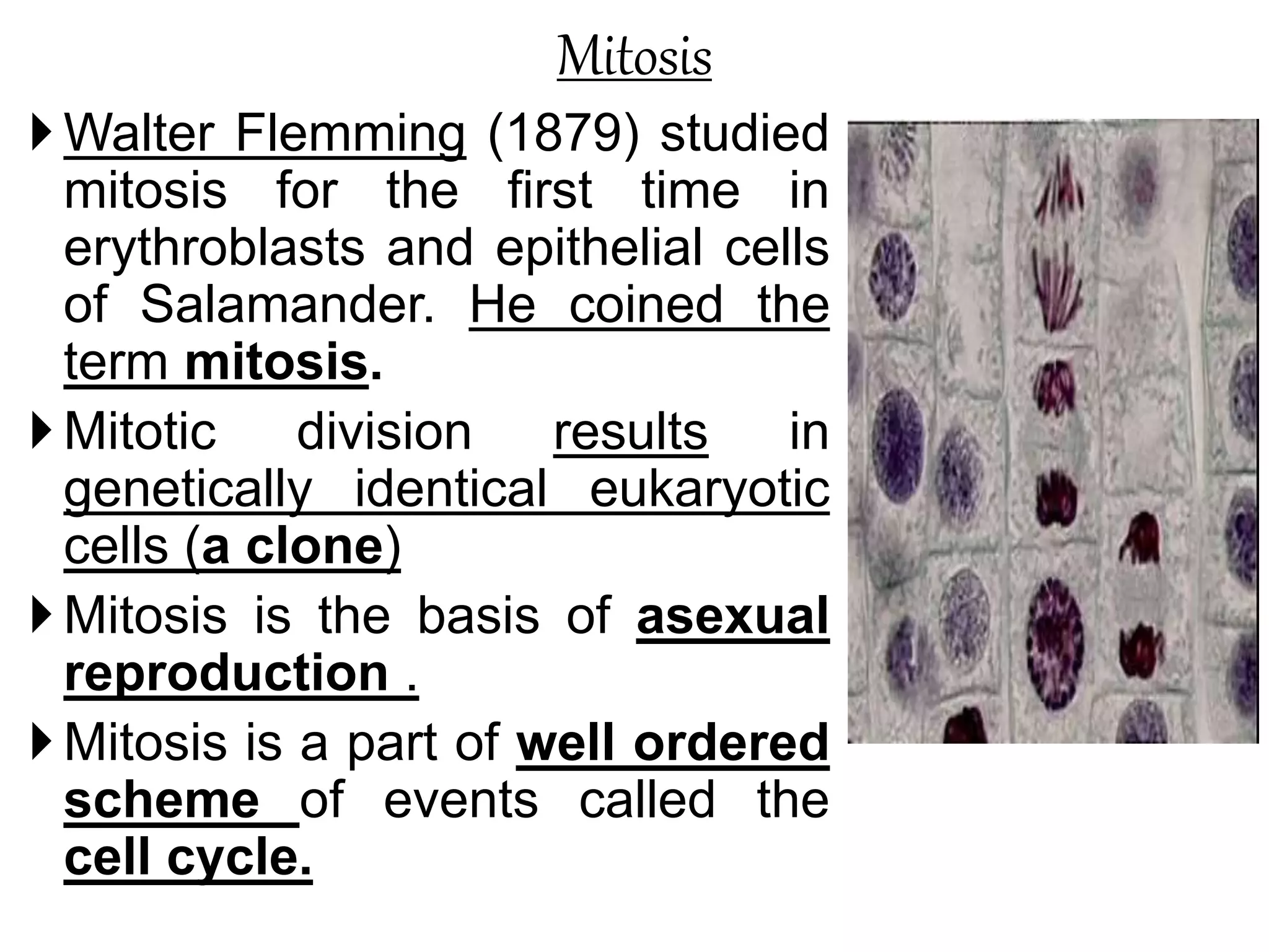 Mitosis.pptx