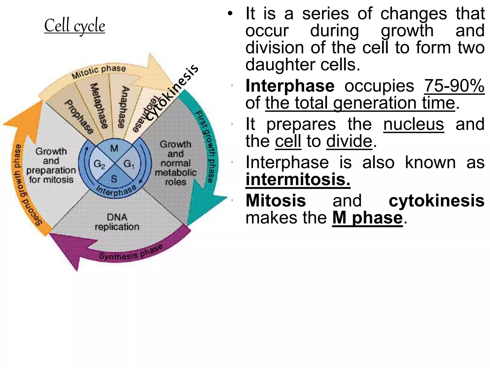 Mitosis.pptx