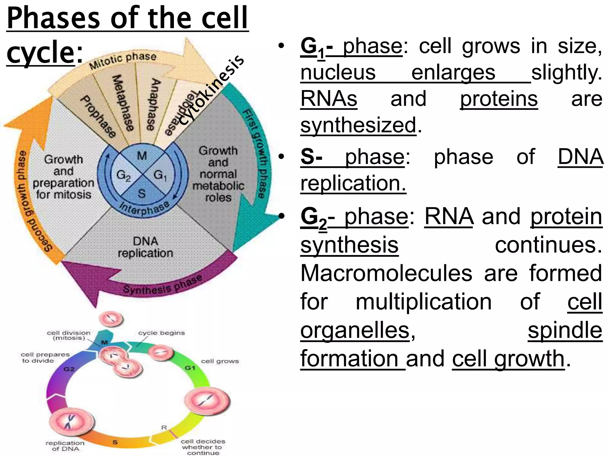 Mitosis.pptx