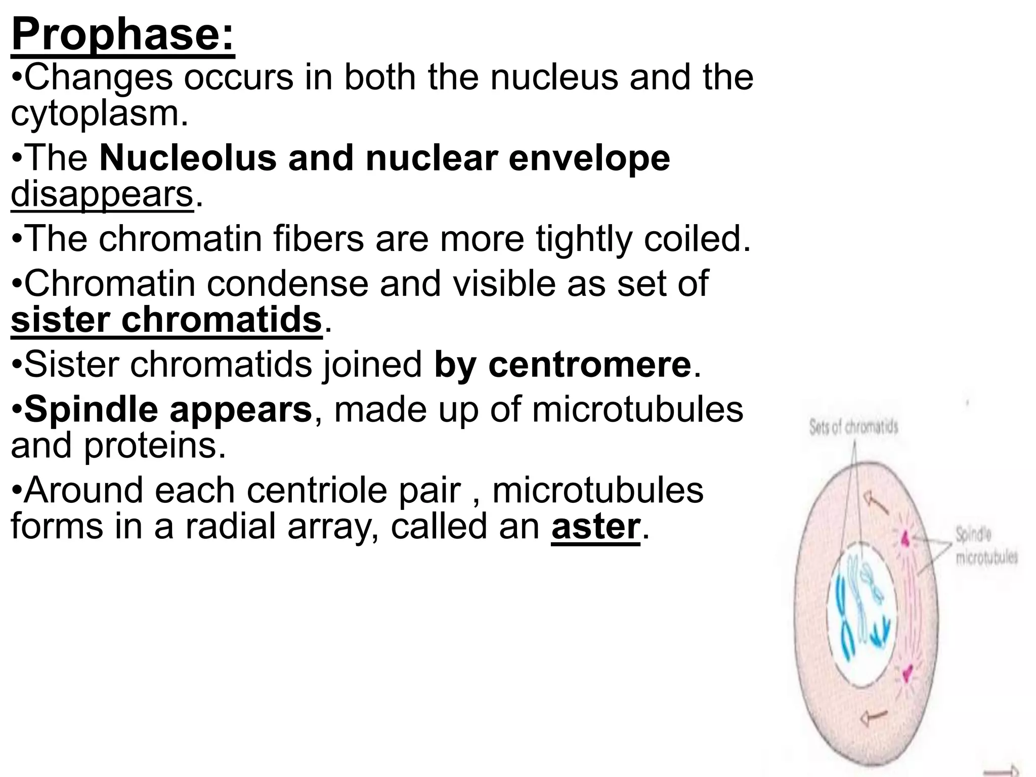 Mitosis.pptx