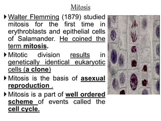 Mitosis.pptx