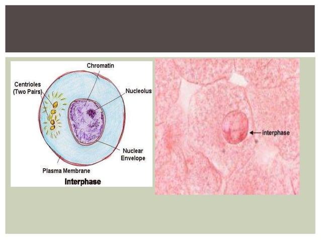 mitosis. cell division occuring in vegetative cells | PPT