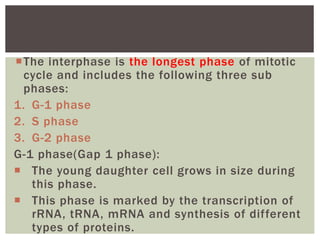 mitosis. cell division occuring in vegetative cells | PPT
