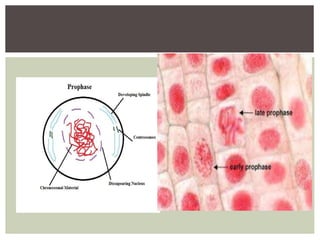mitosis. cell division occuring in vegetative cells | PPT