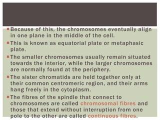 mitosis. cell division occuring in vegetative cells | PPT