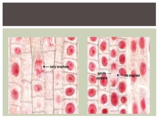 mitosis. cell division occuring in vegetative cells | PPT