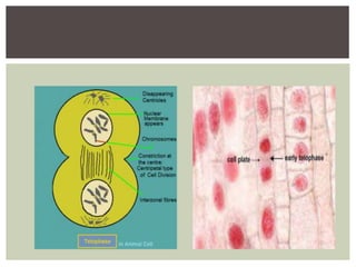 mitosis. cell division occuring in vegetative cells | PPT