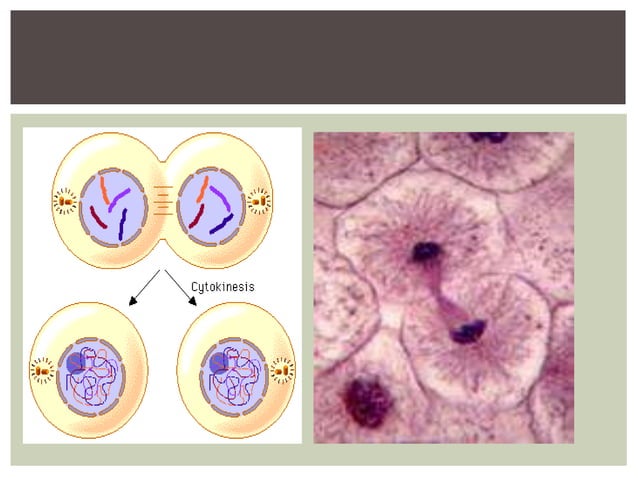 mitosis. cell division occuring in vegetative cells | PPT