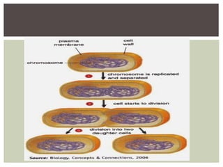 mitosis. cell division occuring in vegetative cells | PPT