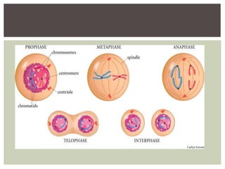 mitosis. cell division occuring in vegetative cells | PPT