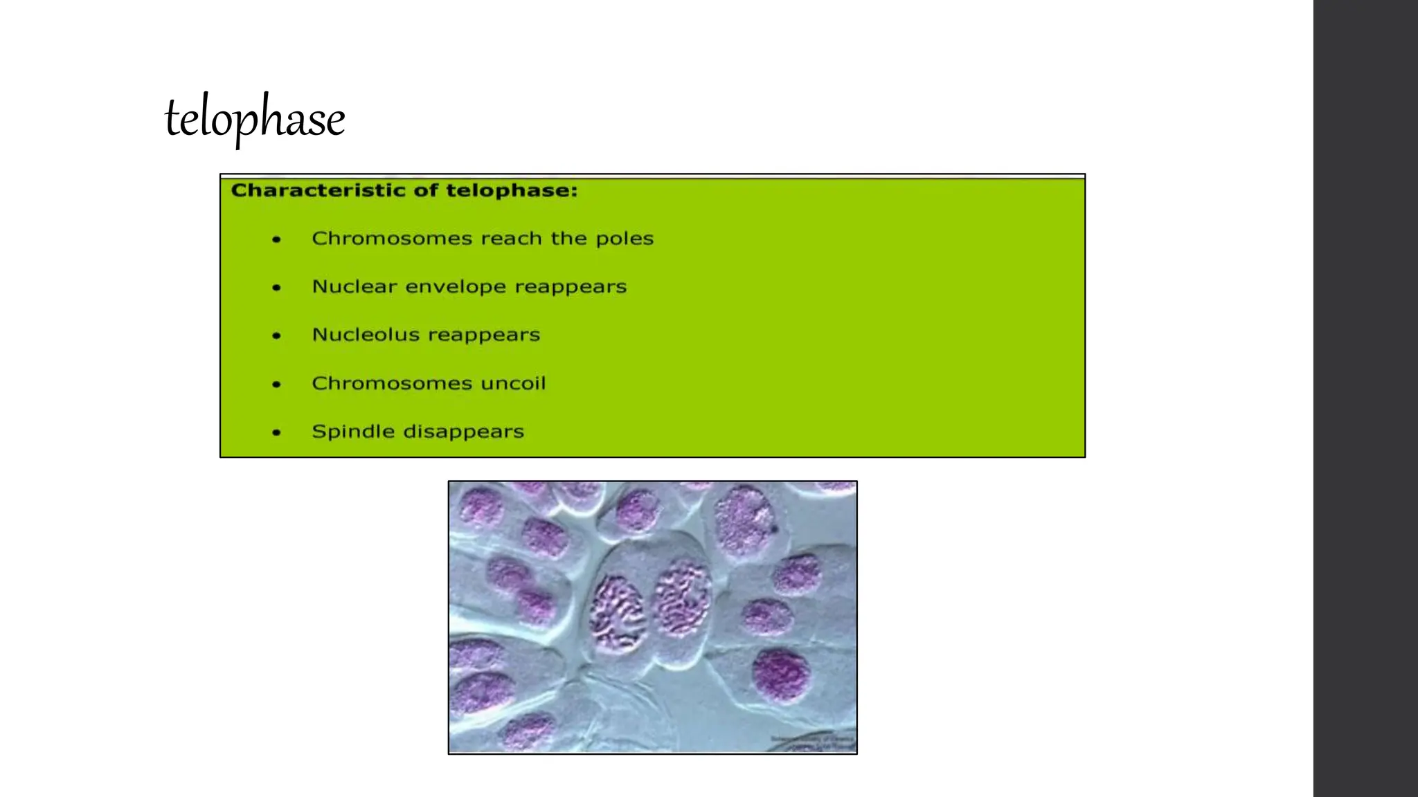 Mitosis Pptx
