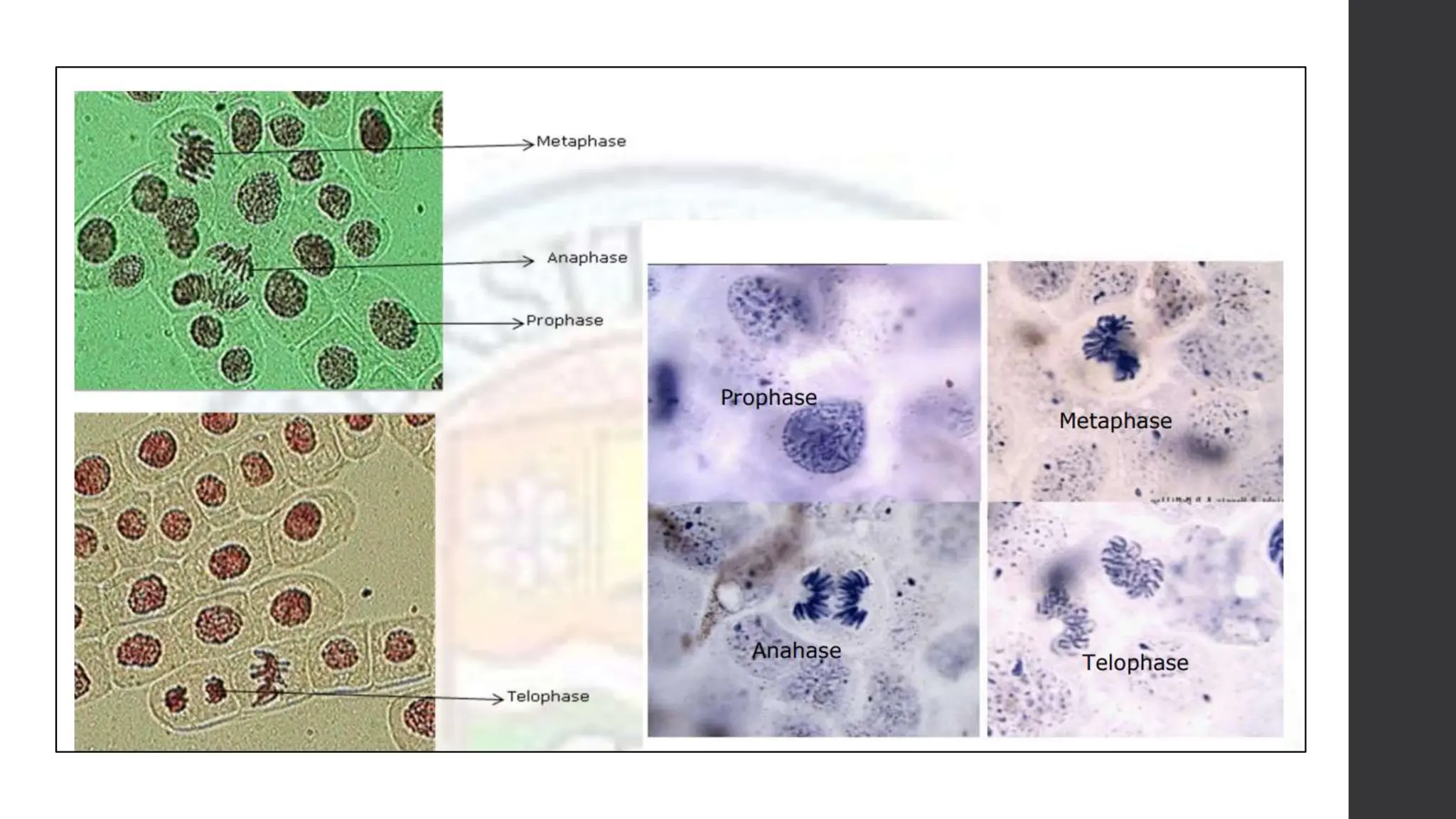 Mitosis Pptx