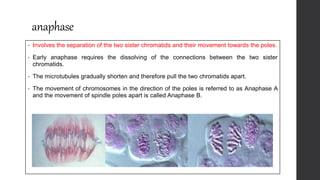 Mitosis...............................pptx
