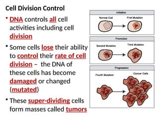Cell Division — process by which a cell divides into 2 new cells | PPTX
