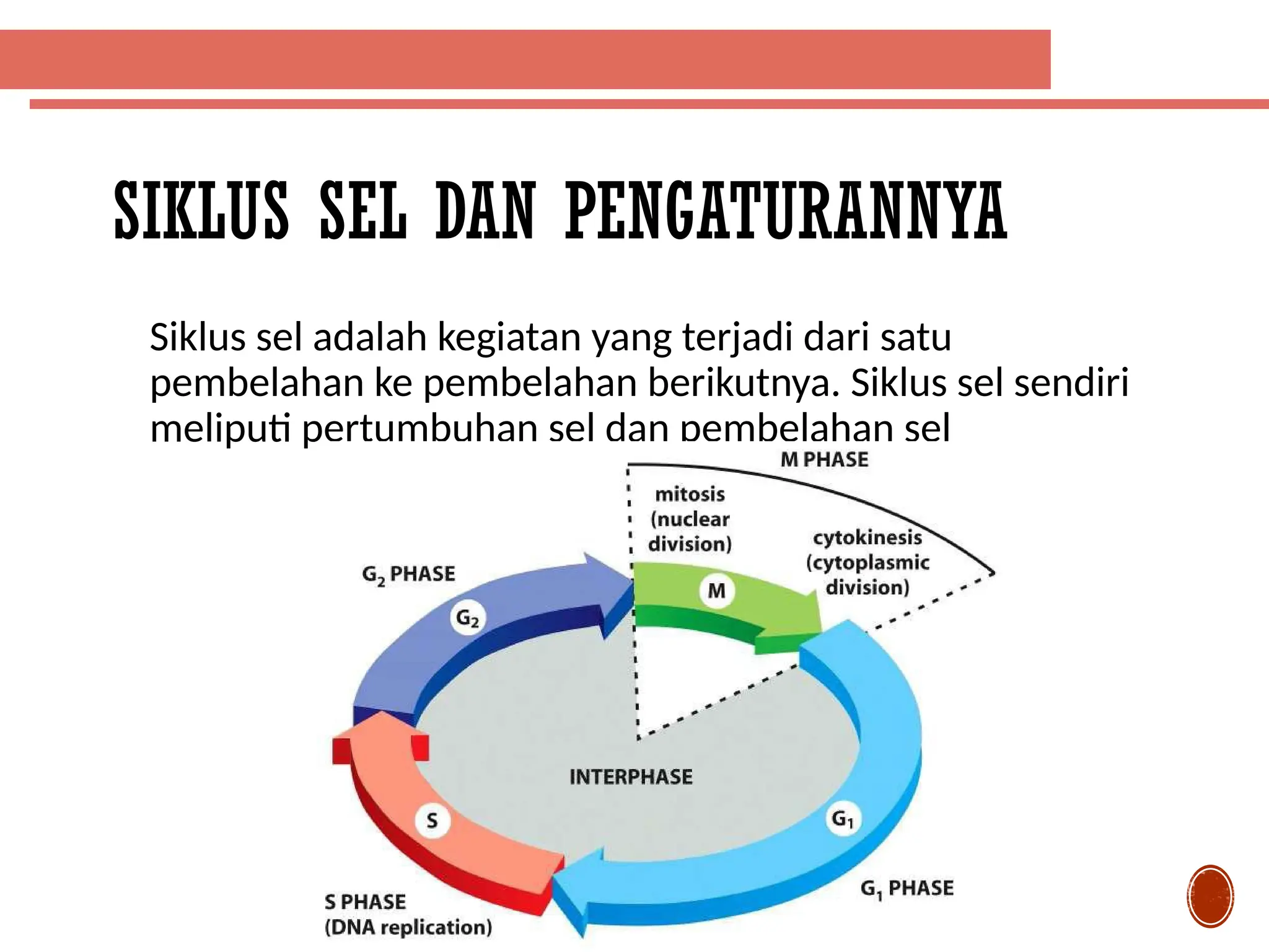 power point siklus mitosis pada sel.pptx