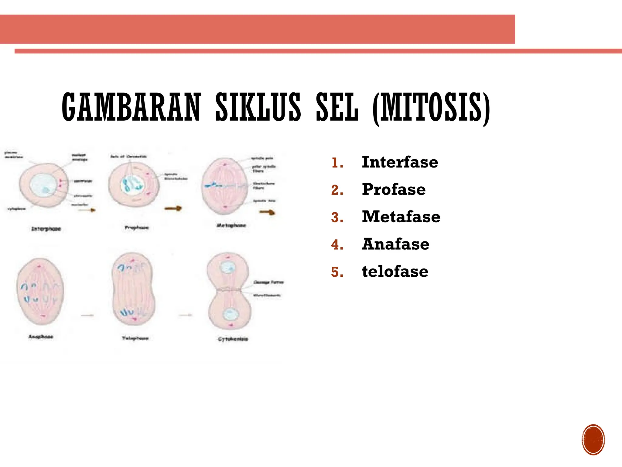 power point siklus mitosis pada sel.pptx