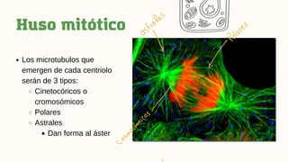 Mitosis Departamento de Embriología y Genética | PDF