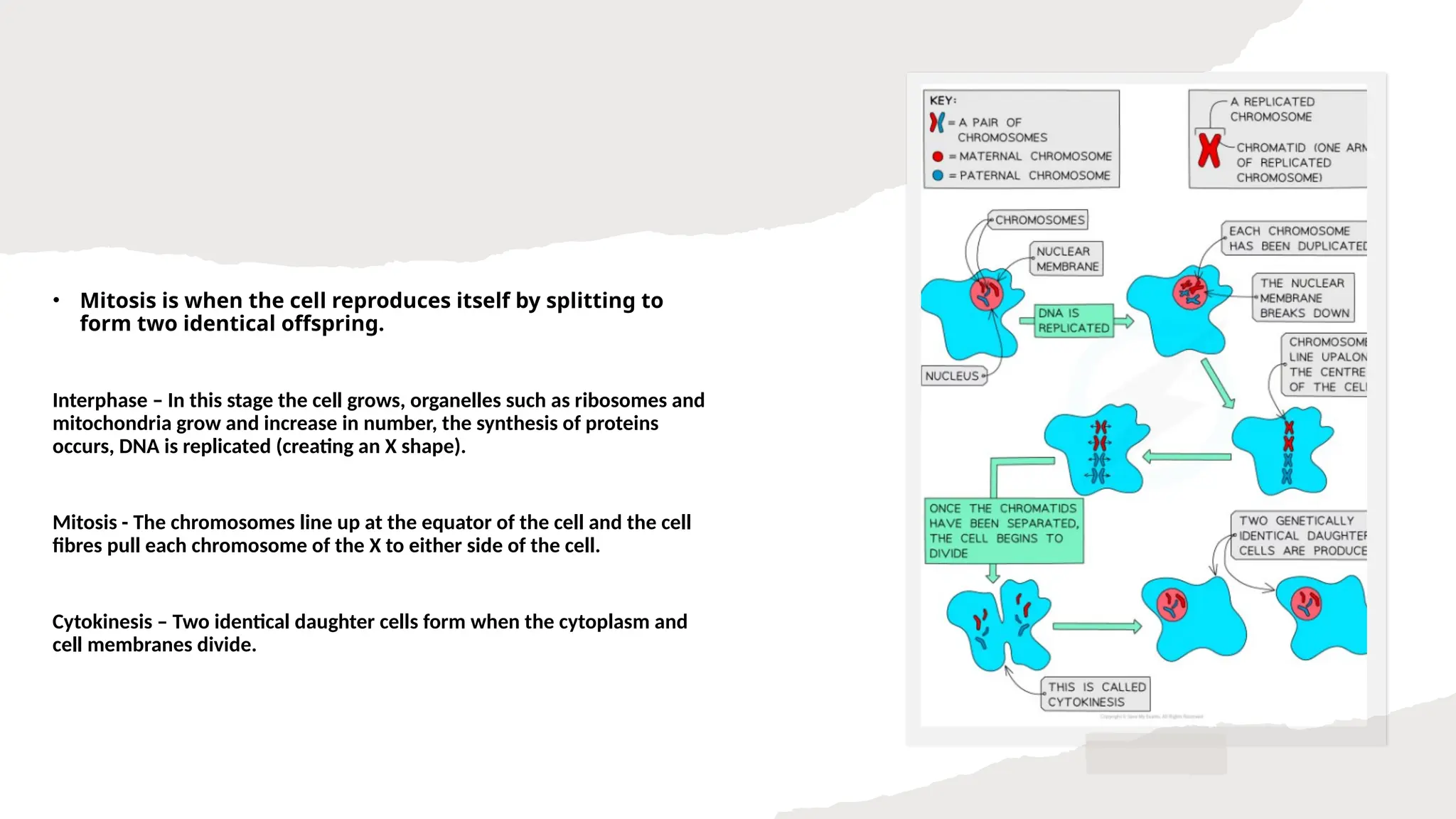 Cell Cycle Mitosis AQA GCSE Biology.pptx