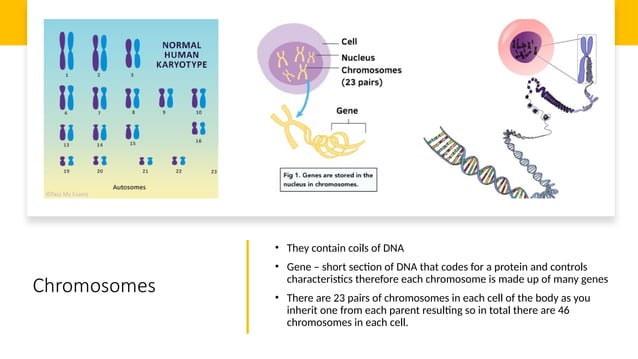 Cell Cycle Mitosis Aqa Gcse Biology Pptx