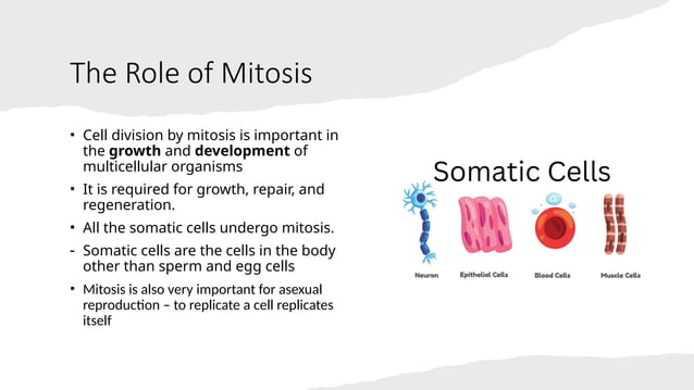 Cell Cycle Mitosis Aqa Gcse Biology Pptx