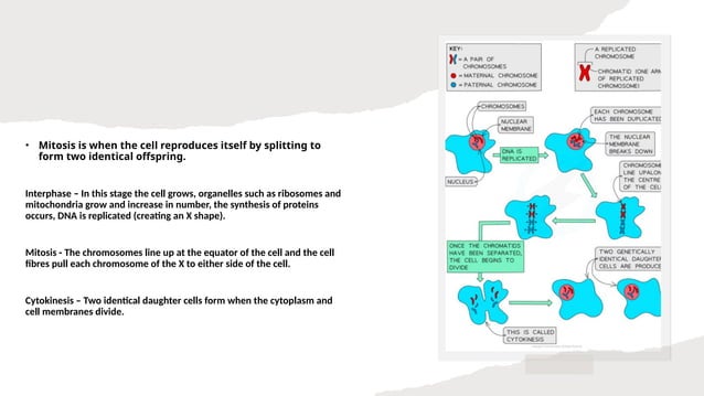 Cell Cycle Mitosis Aqa Gcse Biology Pptx