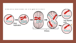 Cell Cycle Mitosis AQA GCSE Biology.pptx