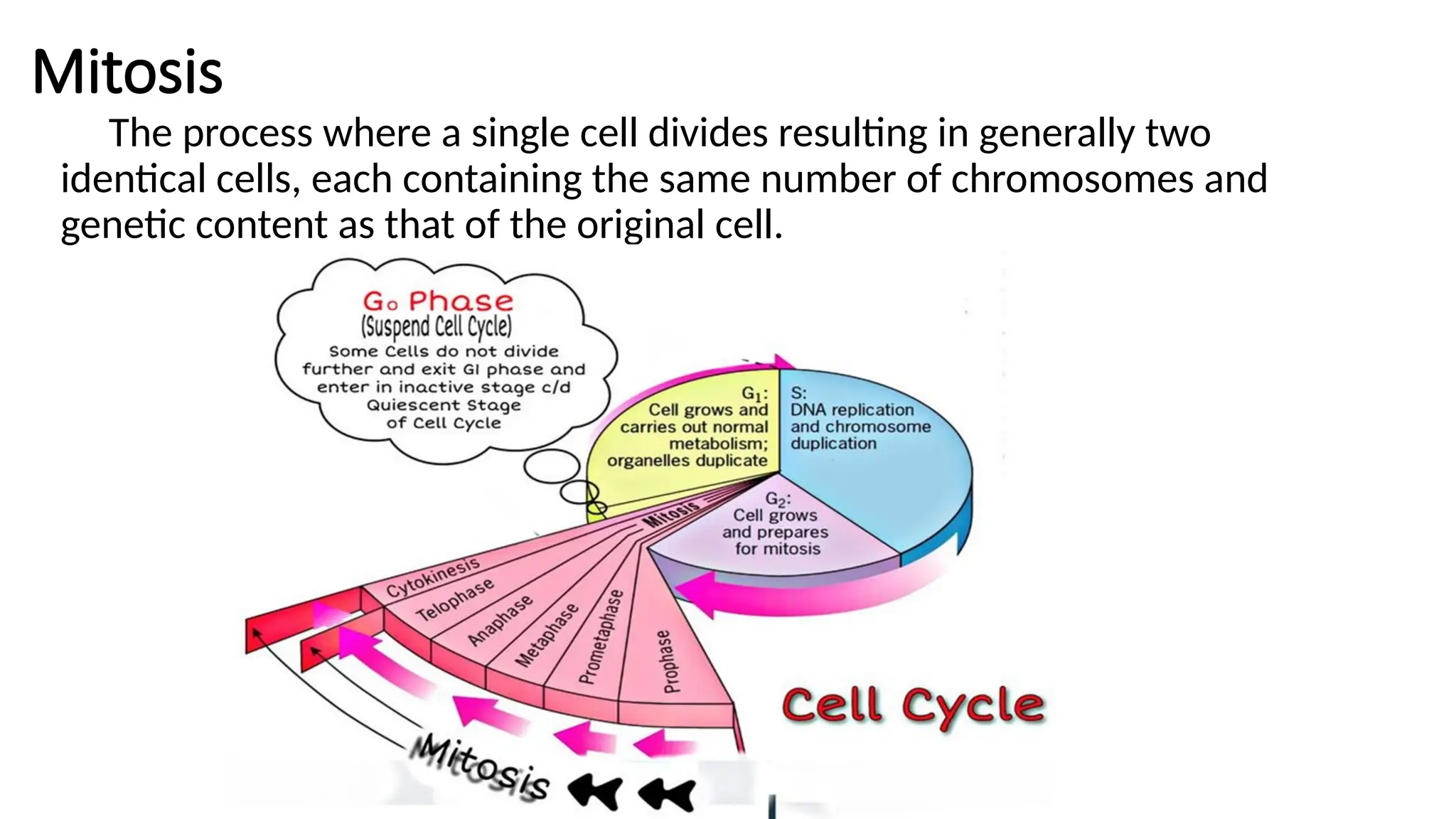 Mitosis.pptxxxxxxxxxxxxxxxxxxxxxxxxxxxxxxxx | PPTX