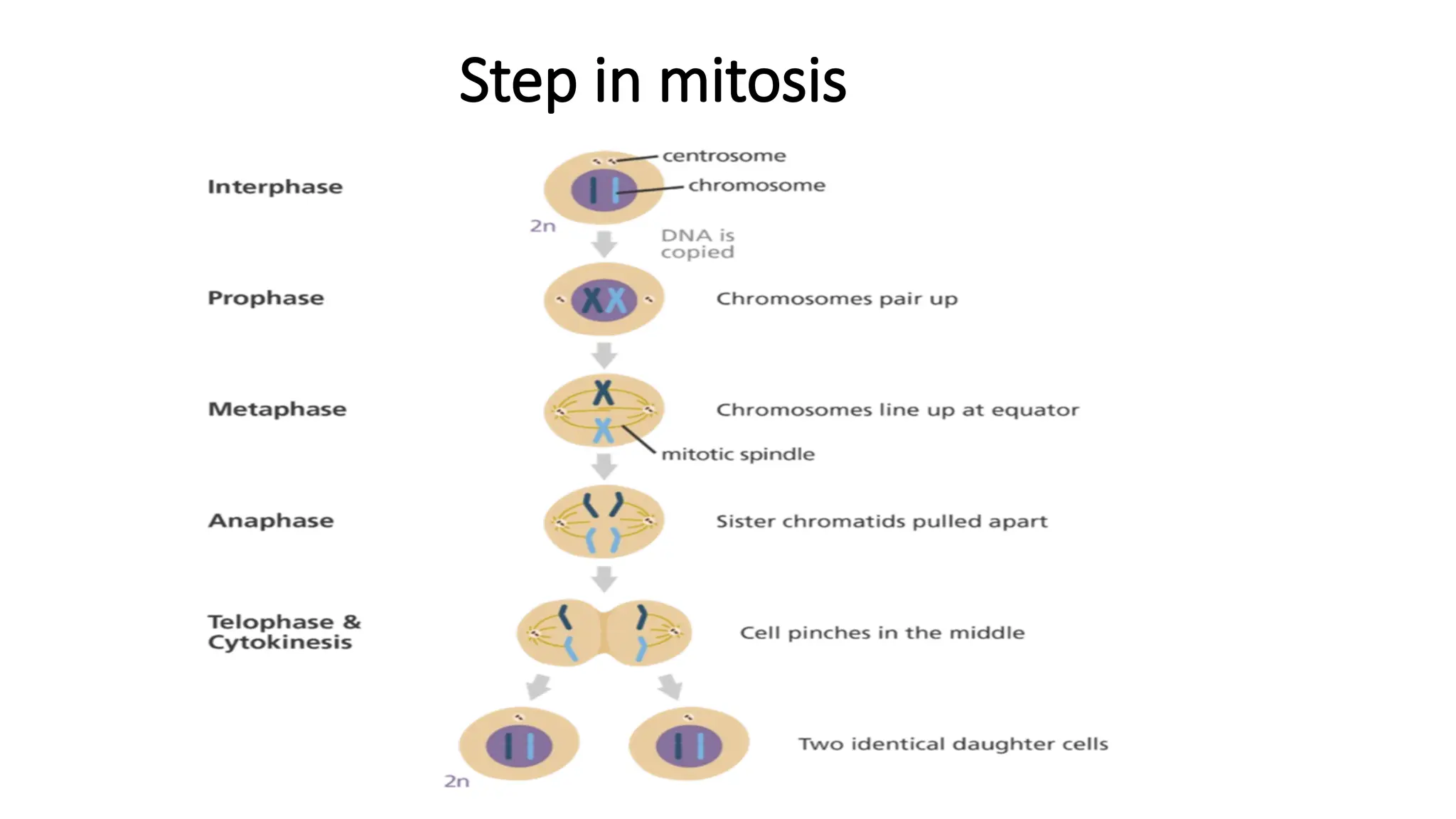 Mitosis.pptxxxxxxxxxxxxxxxxxxxxxxxxxxxxxxxx | PPTX