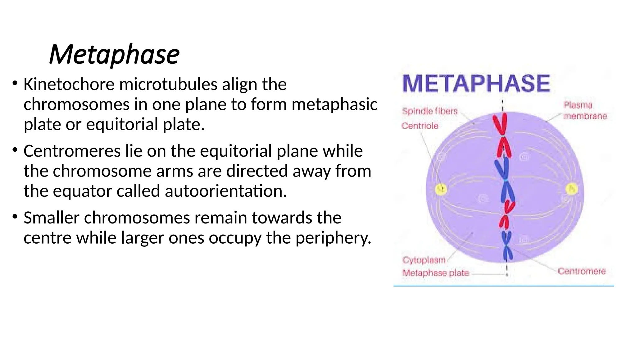 Mitosis.pptxxxxxxxxxxxxxxxxxxxxxxxxxxxxxxxx | PPTX