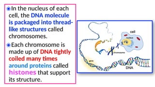Mitosis cell cycle biology IGCSE 0610 revision | PPTX