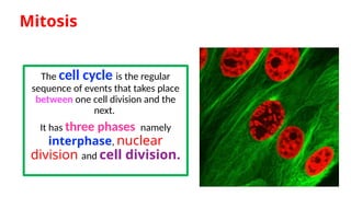 Mitosis cell cycle biology IGCSE 0610 revision | PPTX