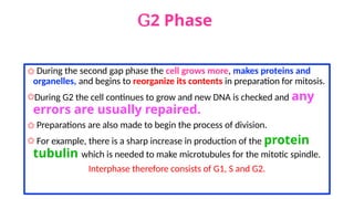 Mitosis cell cycle biology IGCSE 0610 revision | PPTX