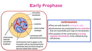 Mitosis cell cycle biology IGCSE 0610 revision | PPTX