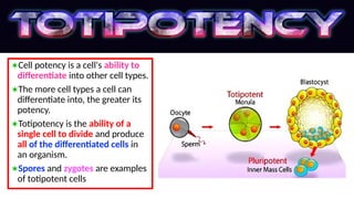 Mitosis cell cycle biology IGCSE 0610 revision | PPTX