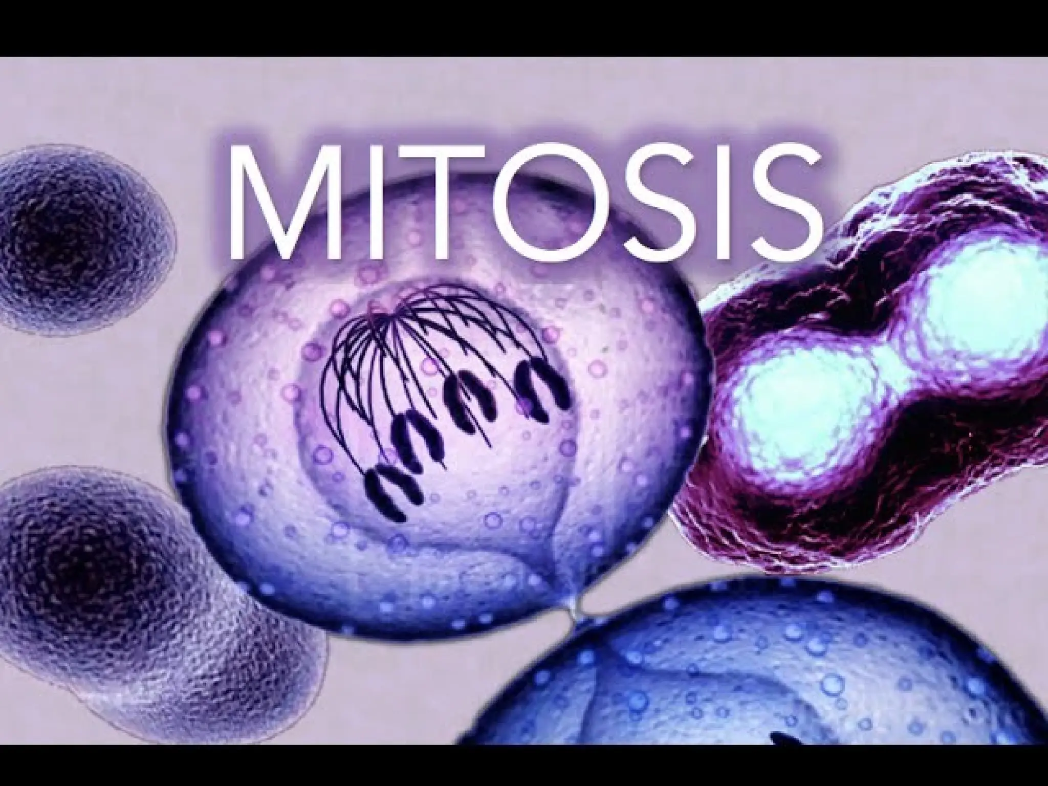 DIFFERENT PHASES OF MITOSIS-CELL DIVISION | PPT
