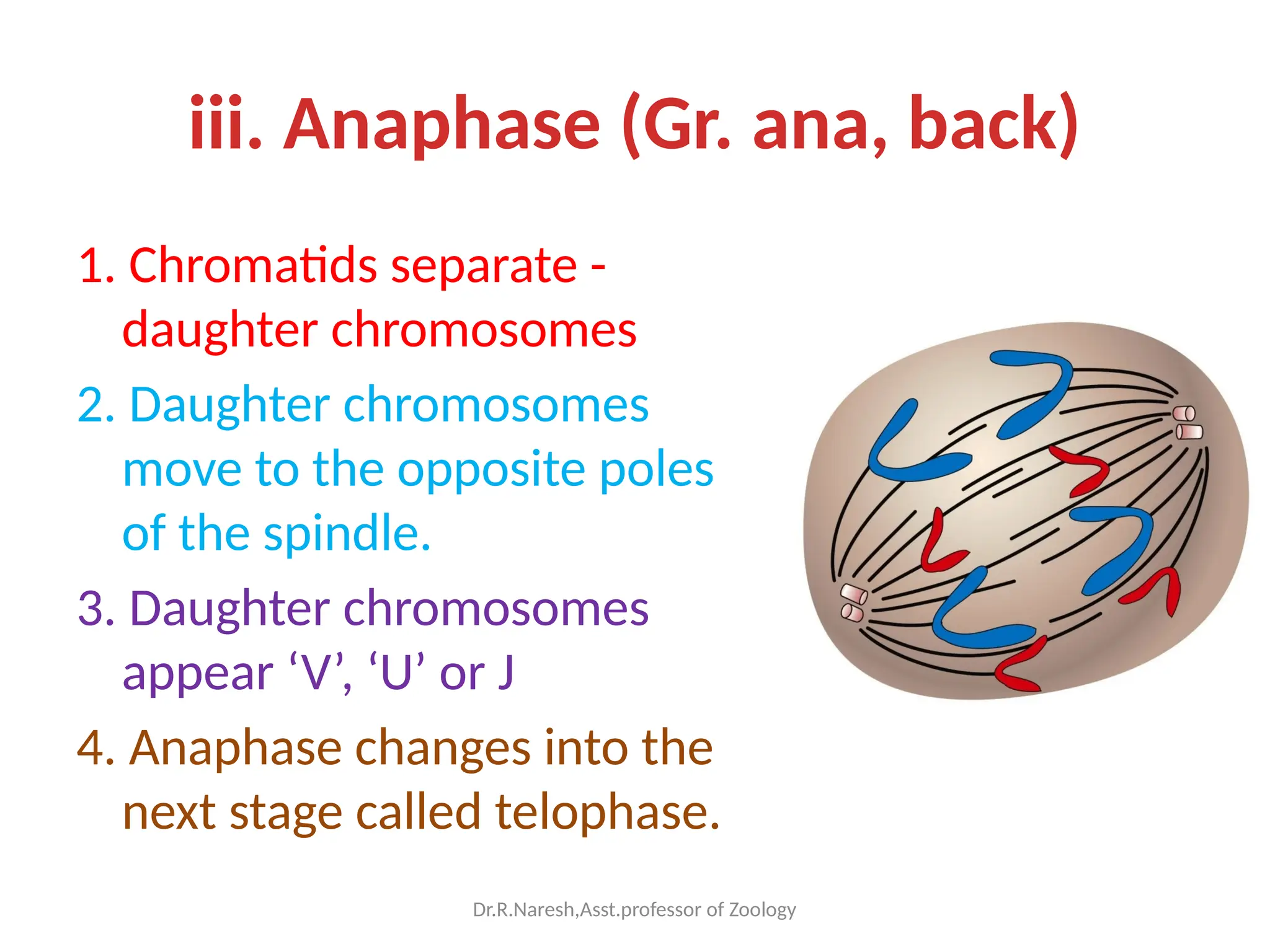 DIFFERENT PHASES OF MITOSIS-CELL DIVISION | PPT