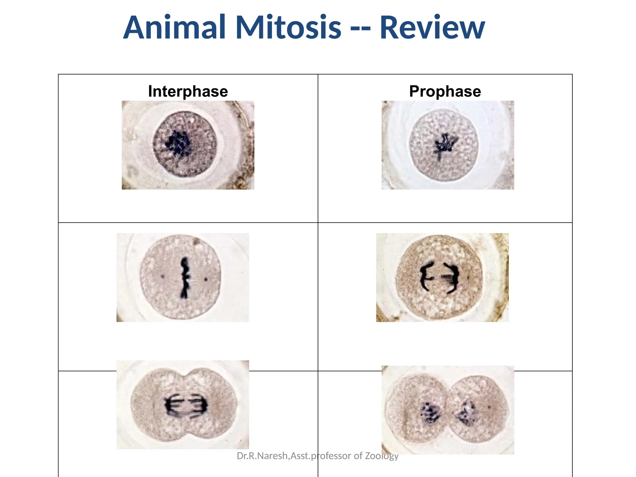 DIFFERENT PHASES OF MITOSIS-CELL DIVISION | PPT