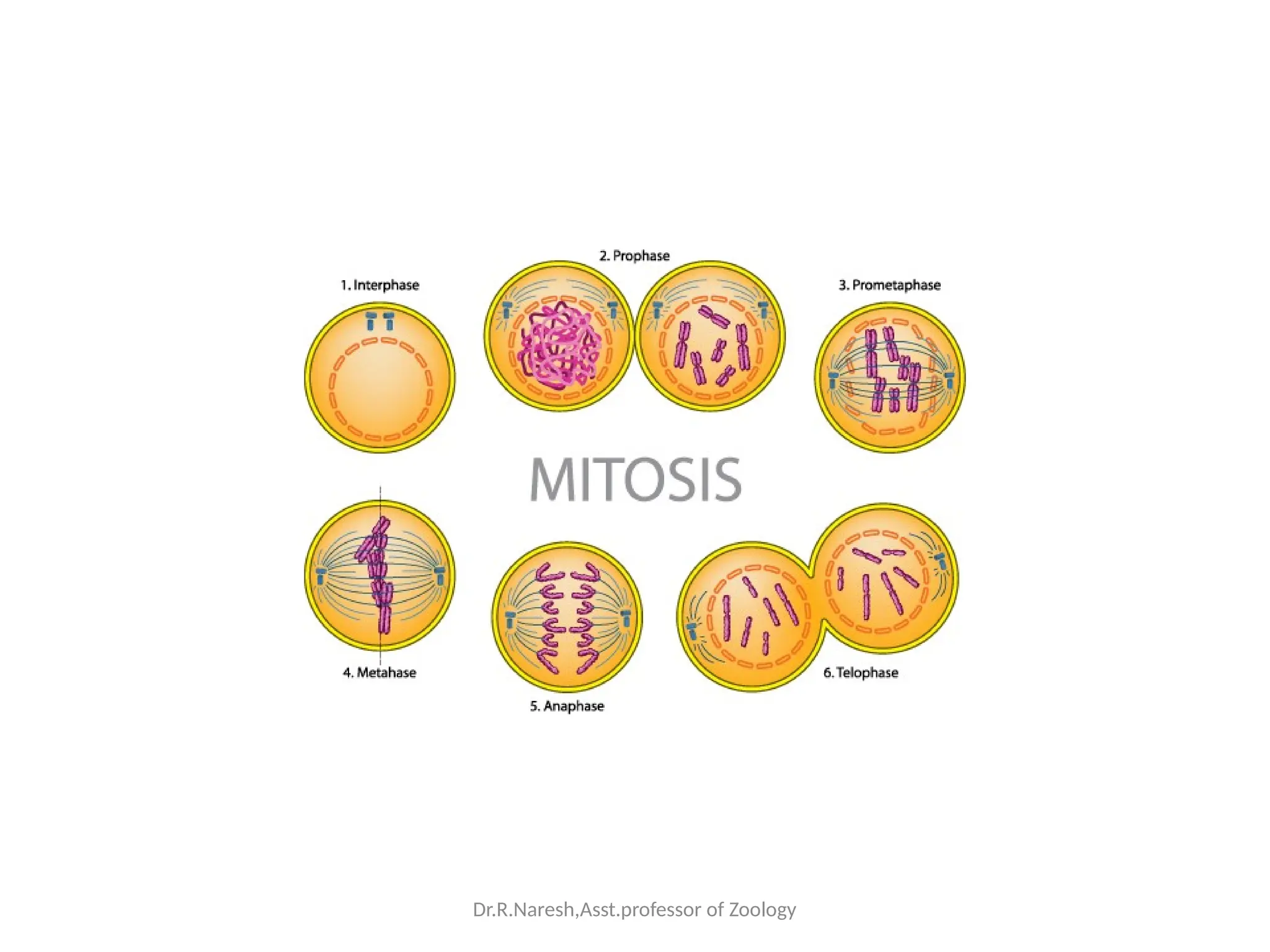 DIFFERENT PHASES OF MITOSIS-CELL DIVISION | PPT