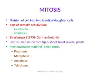 DIFFERENT PHASES OF MITOSIS-CELL DIVISION | PPTX