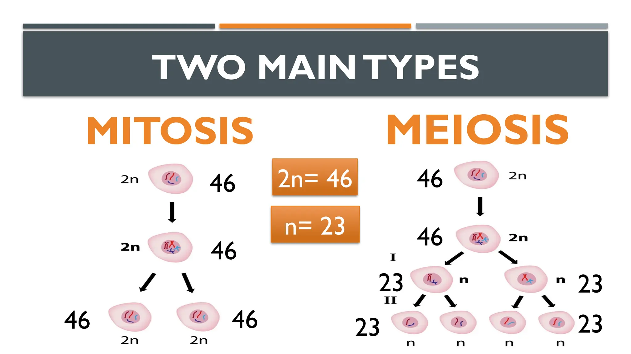 MITOSIS: Keywords, Vocabulary and Processes | PPTX