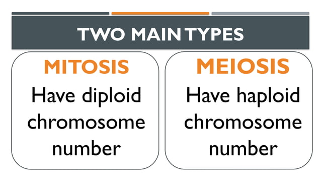 MITOSIS: Keywords, Vocabulary and Processes | PPT
