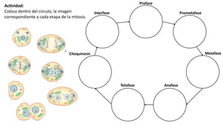 Mitosis "La división celular y sus fases". | PPT