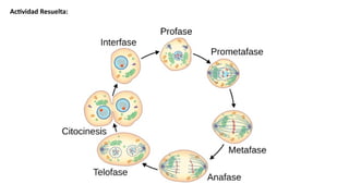 Mitosis "La división celular y sus fases". | PPTX