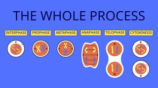 Mitosis: Cell Cycle and their types and the whole process | PPTX