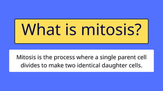 Mitosis: Cell Cycle and their types and the whole process | PPTX